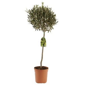Plante d'extérieur | Leroy Merlin